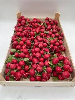 Radiser med top 15 bdt. DE - Vejle Frugt og Grønt