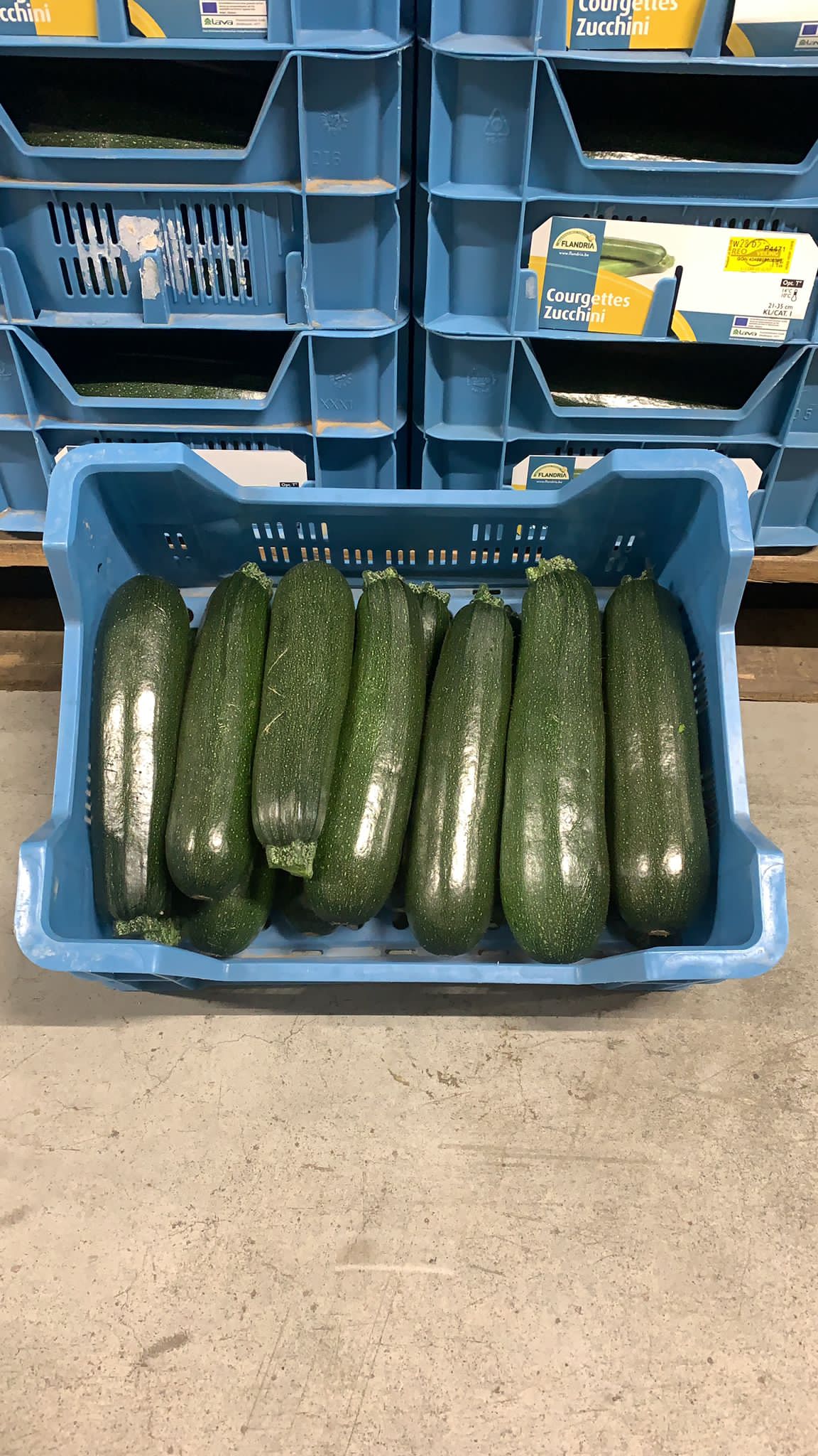 Squash GRØNNE 5kg/12-14 Stk. ES - Vejle Frugt og Grønt